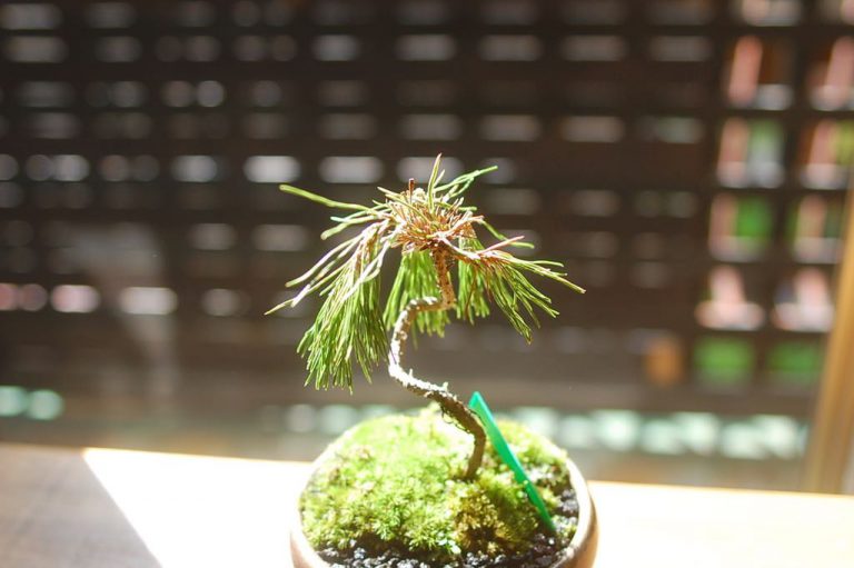 黒松盆栽が枯れた｜ウチログ★Uchilog.com