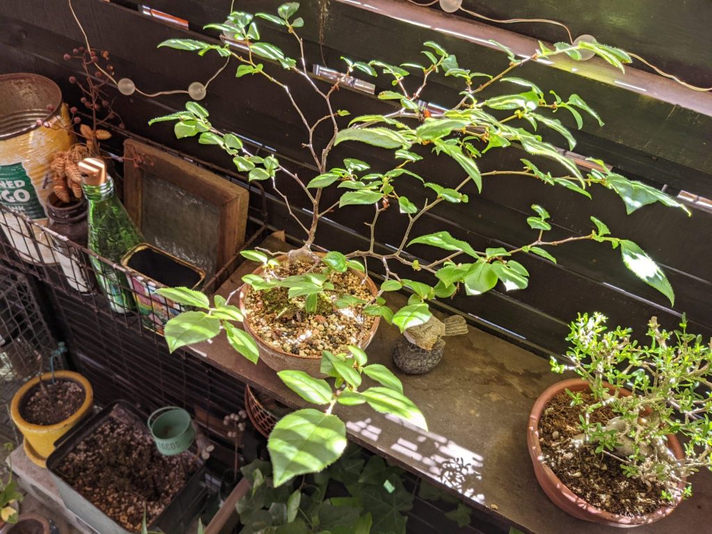 4月2週目の俺の盆栽。ナツハゼ＆イボタ｜ウチログ★Uchilog.com